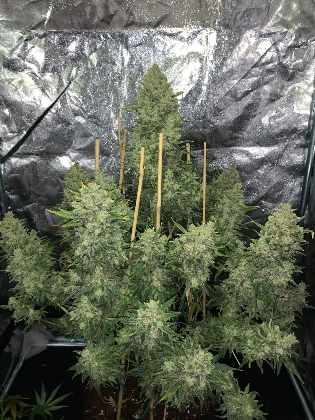 42 Fastbuds Classic strains – Tree Of Life Growshop - Gozo