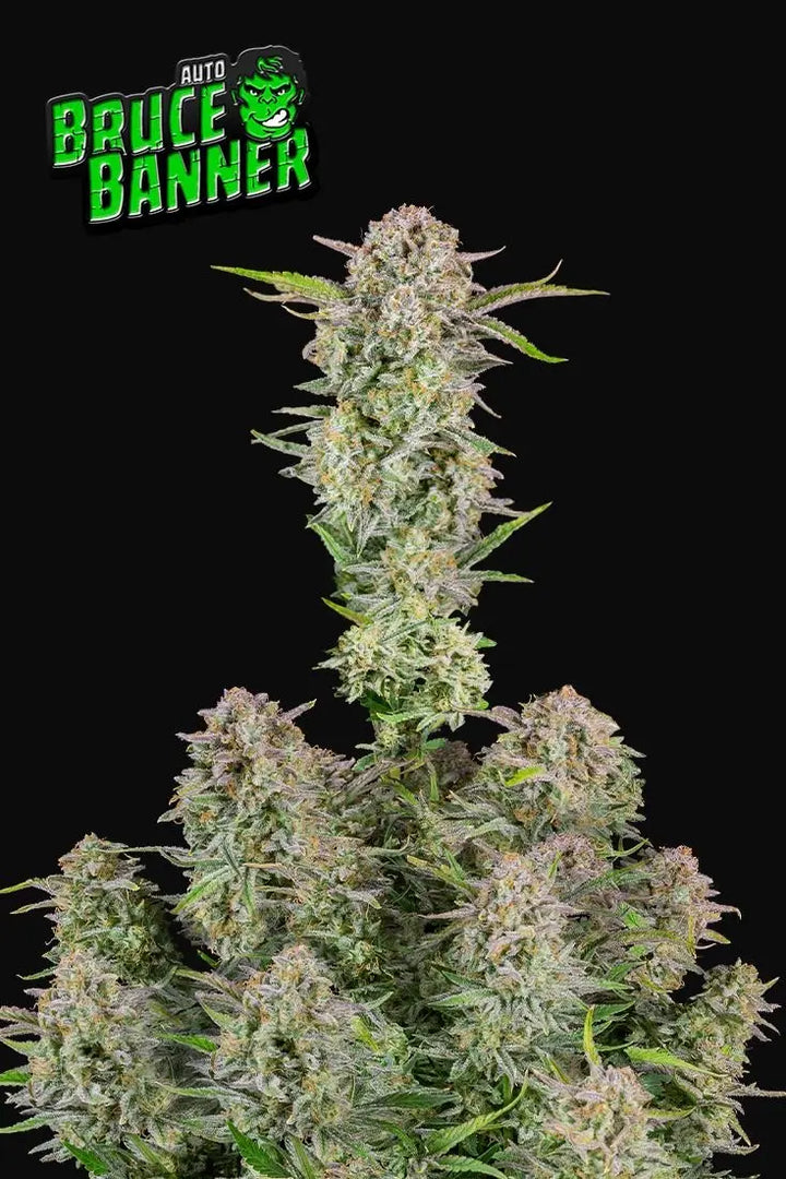 Fastbuds Autos – Tree Of Life Growshop - Gozo