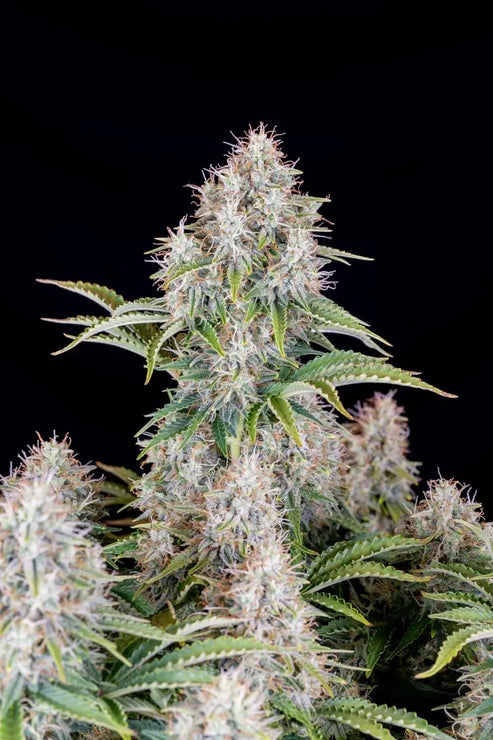 Cinderella Auto – Tree Of Life Growshop - Gozo