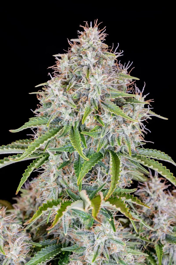Cinderella Auto – Tree Of Life Growshop - Gozo