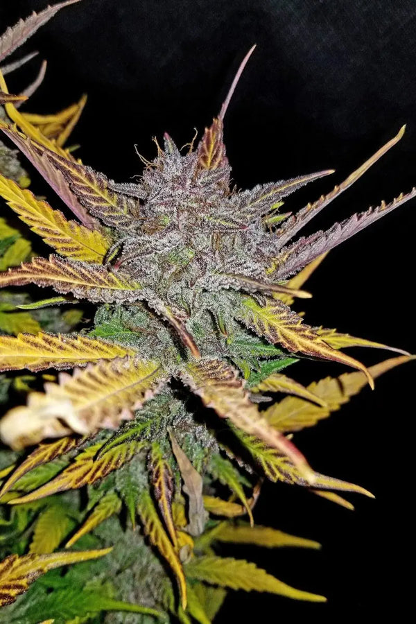 Cream Cookies Auto – Tree Of Life Growshop - Gozo