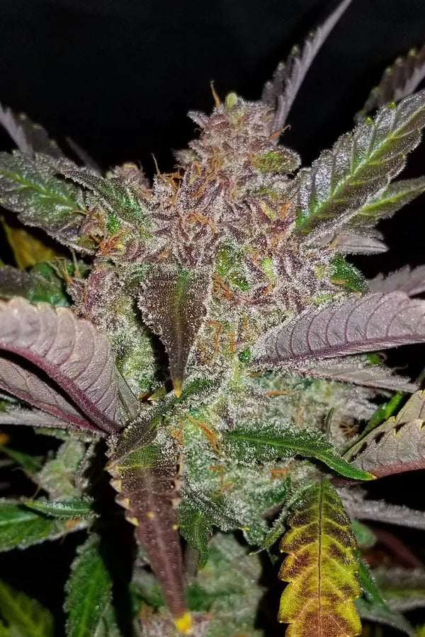 Cream Cookies Auto – Tree Of Life Growshop - Gozo