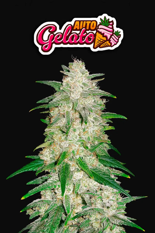 Gelato Auto – Tree Of Life Growshop - Gozo