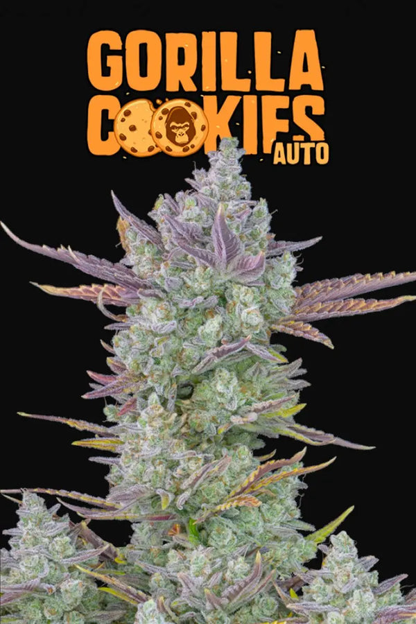 Gorilla Cookies Auto – Tree Of Life Growshop - Gozo