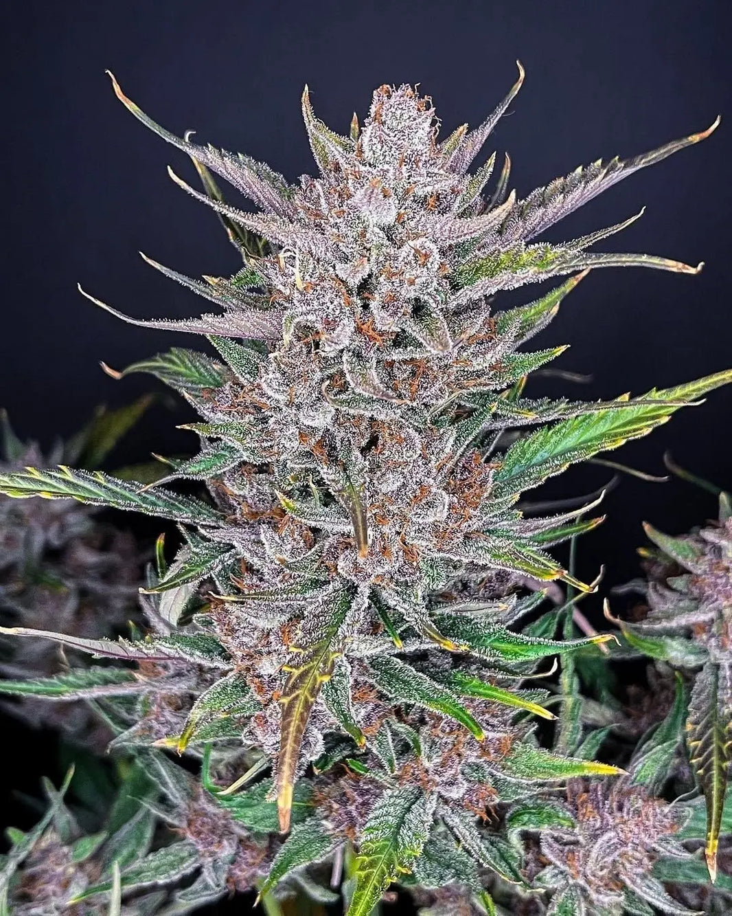 Fastbuds Autos – Tree Of Life Growshop - Gozo