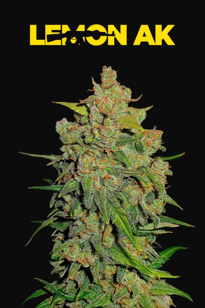Lemon AK Auto – Tree Of Life Growshop - Gozo