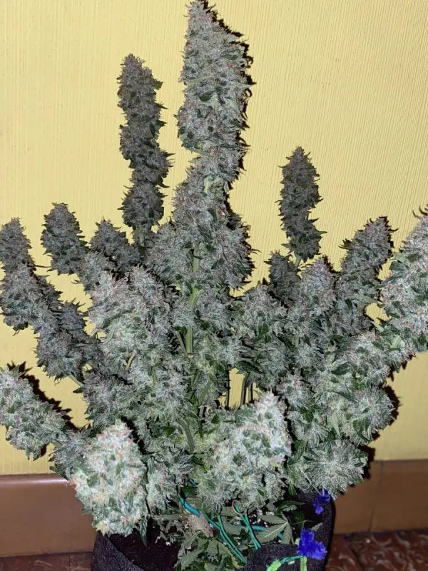 Tangie Auto – Tree Of Life Growshop - Gozo